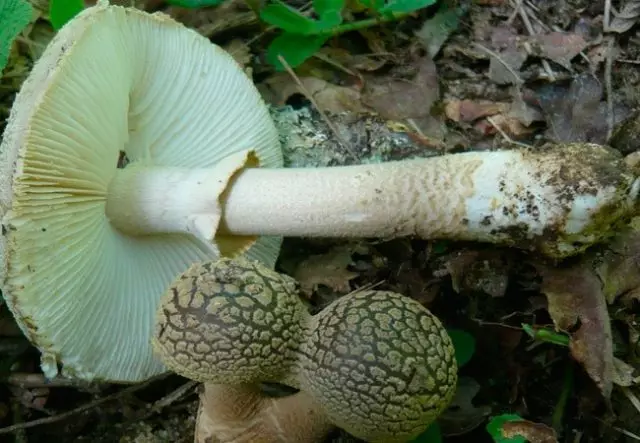 Ngalayang agaric (Amanita franchetii): kumaha rupana, dimana sareng kumaha cara na tumuh, didahar atanapi henteu 5715_6