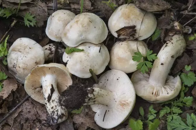 Melanoleuca striped: faamatalaga, e mafai ona 'ai, aoina tulafono 5719_2