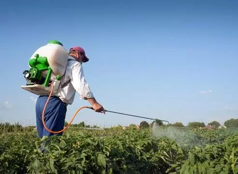 科罗拉多马铃薯甲虫：照片，如何摆脱 5723_12