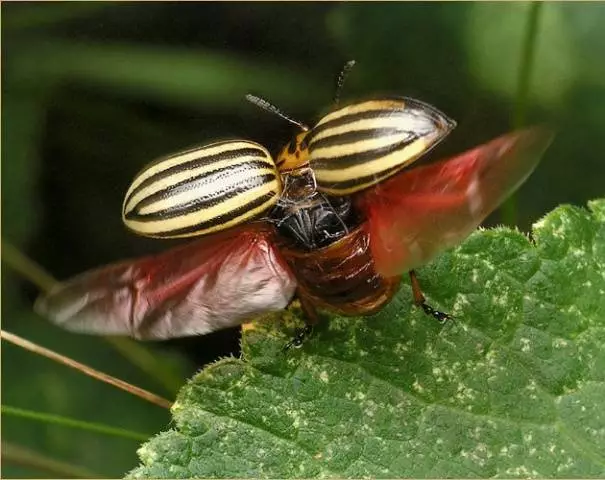 Scarabeo della patata del Colorado: foto, come sbarazzarsi 5723_13