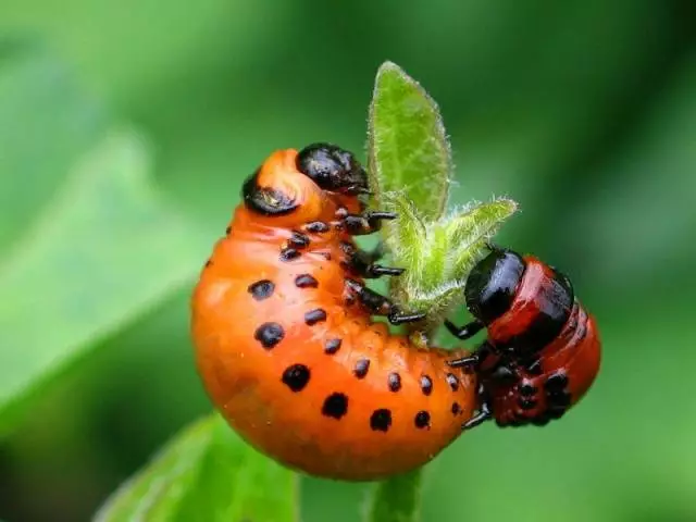 Scarabeo della patata del Colorado: foto, come sbarazzarsi 5723_4