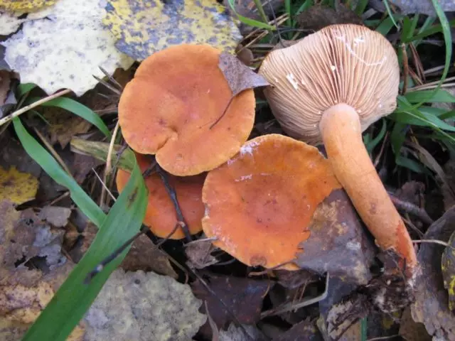 Tender milk mushroom (stunted millechnik): what it looks like, where it grows, is it possible to eat, the rules of collection 5725_7