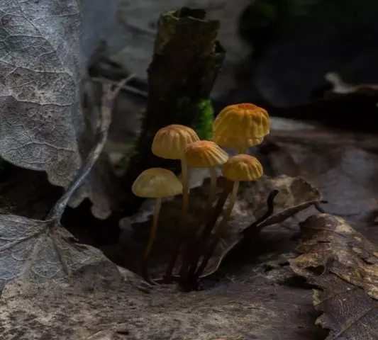 Kuiva (Marasmius siccus): miltä se näyttää, missä ja miten se kasvaa, syötäväksi vai ei 5735_1