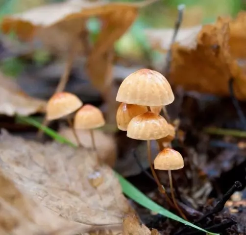 Tørr (Marasmius siccus): hvordan det ser ut, hvor og hvordan det vokser, spiselig eller ikke 5735_2