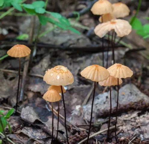 Khô (Marasmius siccus): nó trông như thế nào, mọc ở đâu và như thế nào, ăn được hay không 5735_3