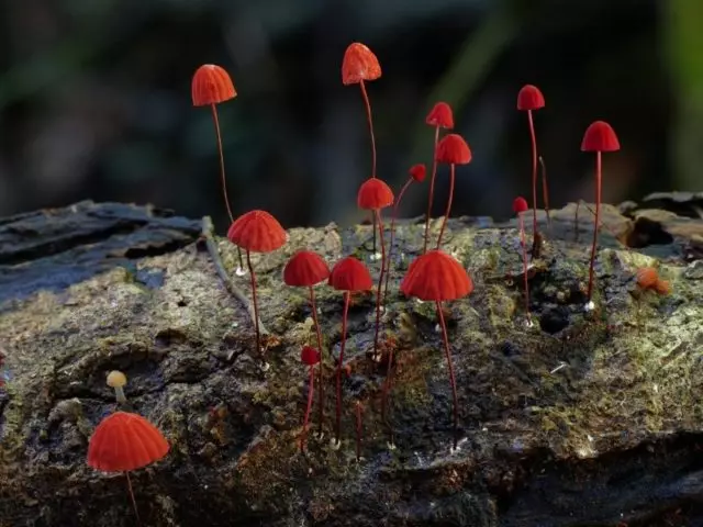 Dry (Marasmius siccus): what it looks like, where and how it grows, edible or not 5735_4