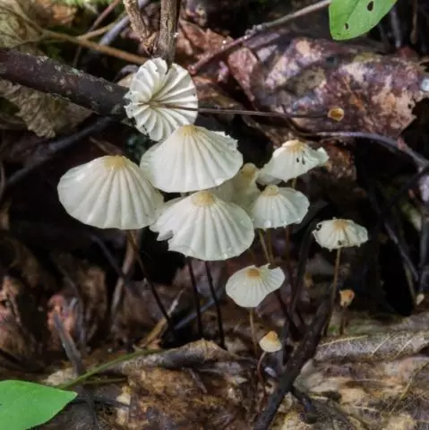 Tørr (Marasmius siccus): hvordan det ser ut, hvor og hvordan det vokser, spiselig eller ikke 5735_5