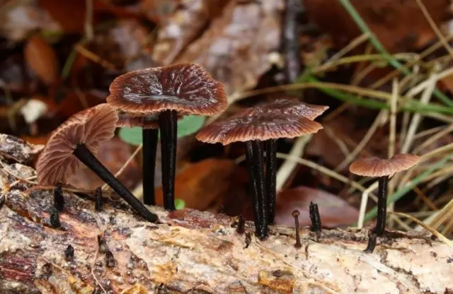 乾燥（Marasmius siccus）：それがどのように見えるか、どこでどのように成長するか、食用かどうか 5735_6