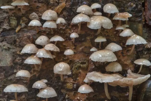 Branching non-fungus (branch marasmiellus, Marasmius ramealis): hore na e shebahala joang, e mela kae le joang, e jeoa kapa che 5736_3