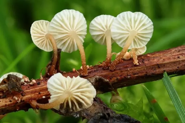 Branching non-fungus (branch marasmiellus, Marasmius ramealis): hore na e shebahala joang, e mela kae le joang, e jeoa kapa che 5736_4