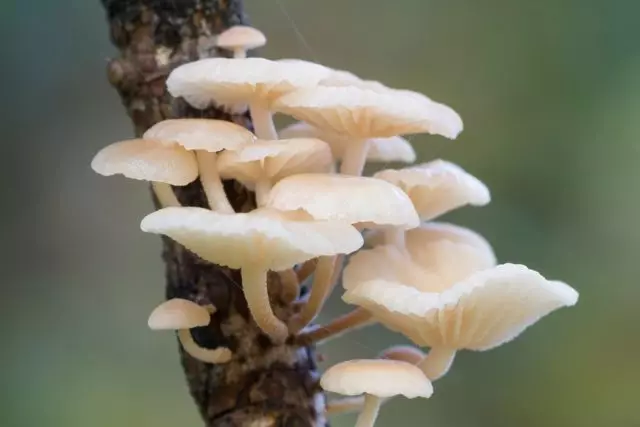 Branching non-fungus (branch marasmiellus, Marasmius ramealis): hore na e shebahala joang, e mela kae le joang, e jeoa kapa che 5736_5