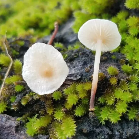 Vật liệu chịu lửa hình cầu (Marasmius wynnei): nó trông như thế nào, nó phát triển ở đâu và như thế nào, ăn được hay không 5742_5