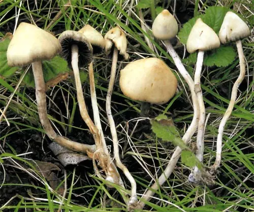 Tache chauve du fumier (Stropharia fumier, Deconica merdaria): à quoi ressemblent les champignons, où et comment ils poussent, sont-ils comestibles ou non 5751_18