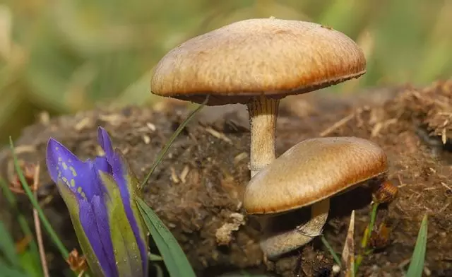 Peyin keçəl yeri (Stropharia gübrəsi, Deconica merdaria): göbələklərin nə kimi göründüyü, harada və necə böyüdüyü, yeməli olub -olmadığını 5751_2