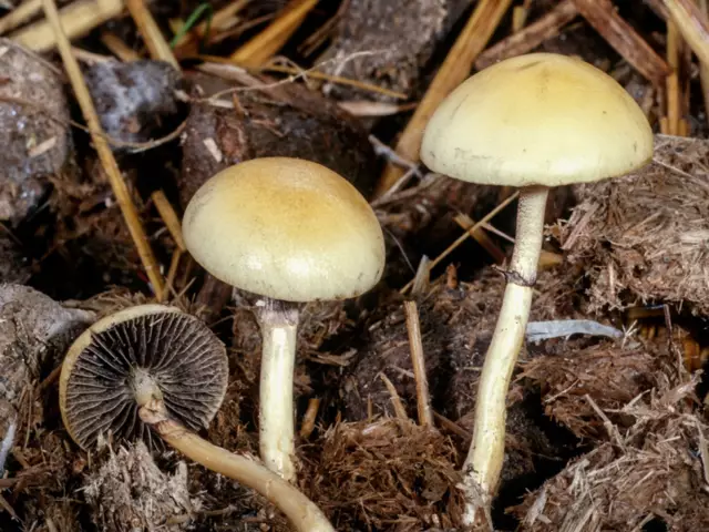 Peyin keçəl yeri (Stropharia gübrəsi, Deconica merdaria): göbələklərin nə kimi göründüyü, harada və necə böyüdüyü, yeməli olub -olmadığını 5751_3