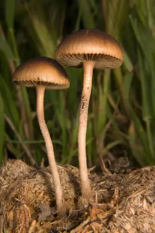 Peyin keçəl yeri (Stropharia gübrəsi, Deconica merdaria): göbələklərin nə kimi göründüyü, harada və necə böyüdüyü, yeməli olub -olmadığını 5751_4