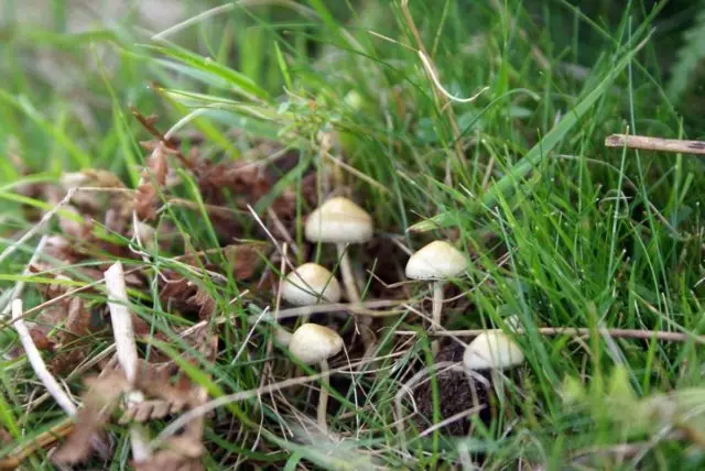 Peyin keçəl yeri (Stropharia gübrəsi, Deconica merdaria): göbələklərin nə kimi göründüyü, harada və necə böyüdüyü, yeməli olub -olmadığını 5751_6