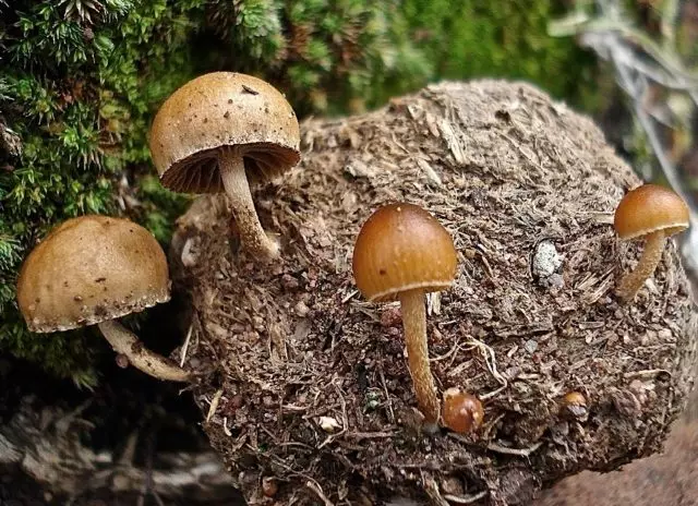 Peyin keçəl yeri (Stropharia gübrəsi, Deconica merdaria): göbələklərin nə kimi göründüyü, harada və necə böyüdüyü, yeməli olub -olmadığını 5751_7