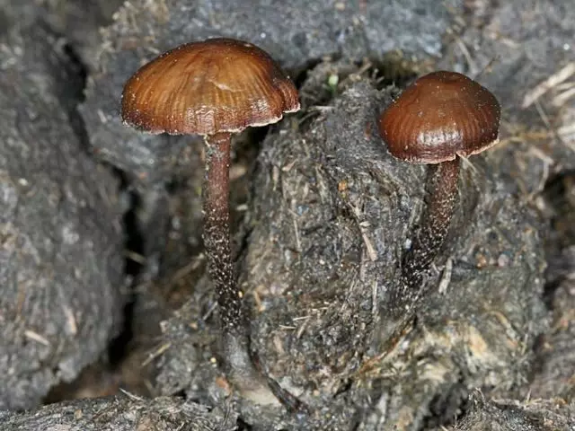 Tache chauve du fumier (Stropharia fumier, Deconica merdaria): à quoi ressemblent les champignons, où et comment ils poussent, sont-ils comestibles ou non 5751_8