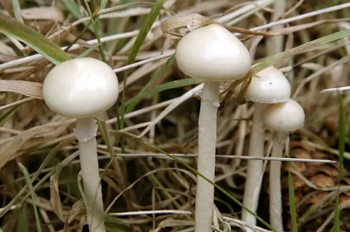 Peyin keçəl yeri (Stropharia gübrəsi, Deconica merdaria): göbələklərin nə kimi göründüyü, harada və necə böyüdüyü, yeməli olub -olmadığını 5751_9