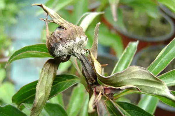 Mga peste at sakit ng peonies: mga larawan, palatandaan at paggamot 5755_12