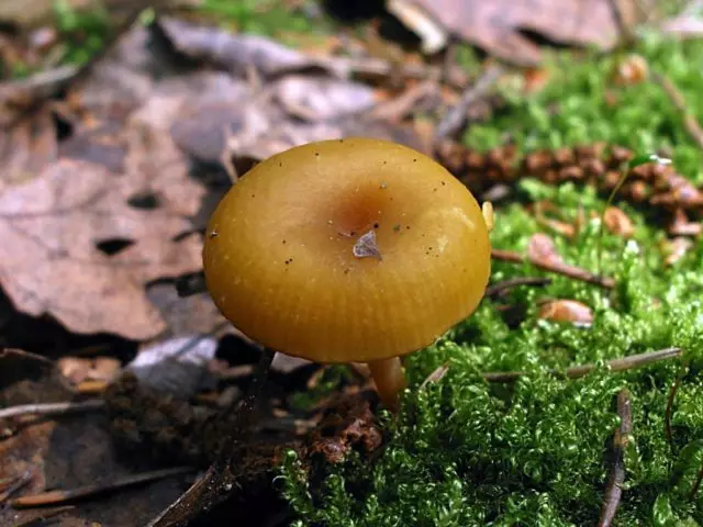 Hromozero plava ploča (Omphalina plava ploča, Chromosera cyanophylla): kako izgleda, gdje i kako raste, jestivo ili ne 5759_1