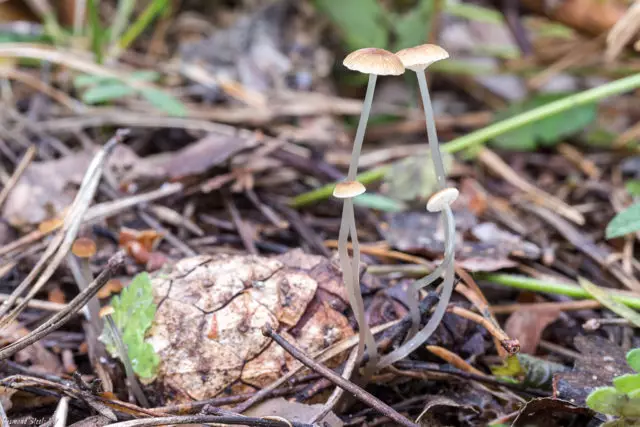 Hromozero plava ploča (Omphalina plava ploča, Chromosera cyanophylla): kako izgleda, gdje i kako raste, jestivo ili ne 5759_4