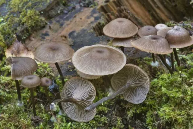 I-Omphalina goblet (i-arrenia goblet, i-Omphalina epichysium): ukuthi ibukeka kanjani, ikhula kuphi futhi kanjani, iyadliwa noma cha 5760_1