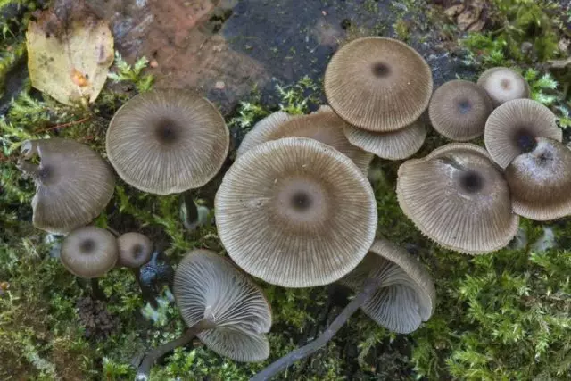 Omphalina goblet (arrenia goblet, Omphalina epichysium): inotaridzika sei, kupi uye kuti inokura sei, inodyiwa kana kwete 5760_2