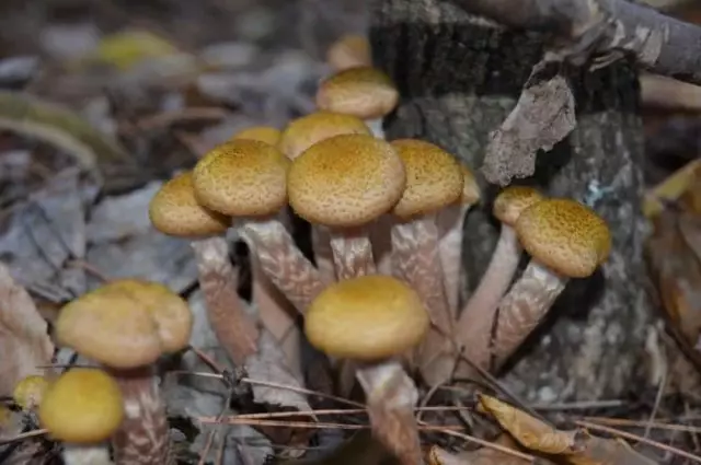 Høst tykkbeinet honning agaric (tykkbeint, med et tykt bein, Armillaria lutea): hvordan det ser ut, hvor og hvordan det vokser, spiselig eller ikke, video 5765_1