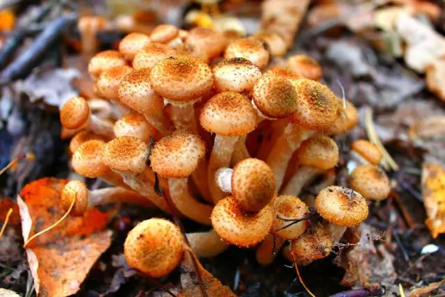 Agarico de mel de patas grosas de outono (patas grosas, cunha perna grosa, Armillaria lutea): como é, onde e como crece, comestible ou non, vídeo 5765_10