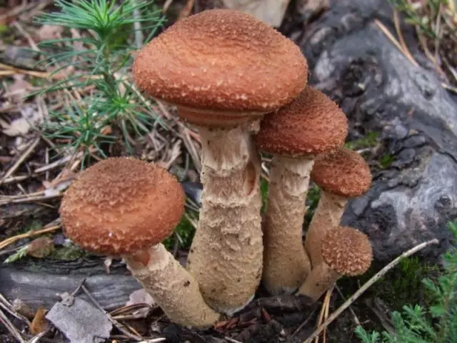 Høst tykkbeinet honning agaric (tykkbeint, med et tykt bein, Armillaria lutea): hvordan det ser ut, hvor og hvordan det vokser, spiselig eller ikke, video 5765_11