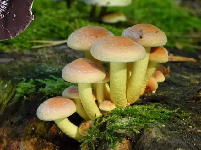 Høst tykkbeinet honning agaric (tykkbeint, med et tykt bein, Armillaria lutea): hvordan det ser ut, hvor og hvordan det vokser, spiselig eller ikke, video 5765_13