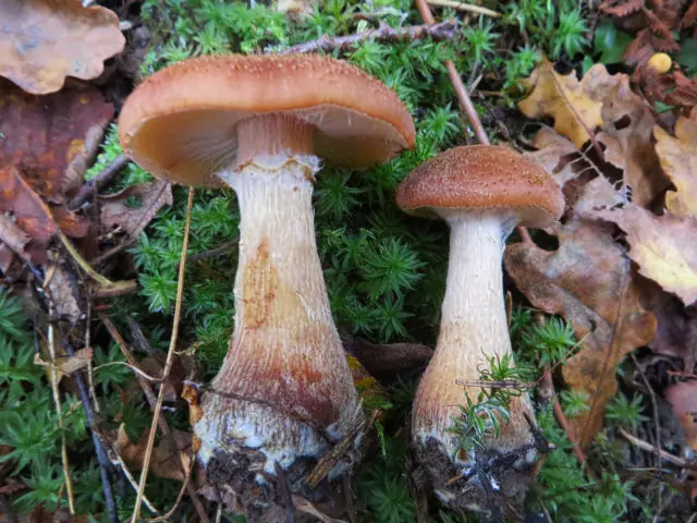 가을 두꺼운 다리 꿀 agaric (두꺼운 다리, 두꺼운 다리, Armillaria lutea) : 어떻게 생겼는지, 어디서 어떻게 자라는지, 식용 여부, 비디오 5765_2