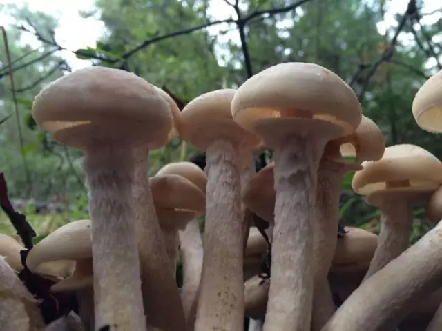 가을 두꺼운 다리 꿀 agaric (두꺼운 다리, 두꺼운 다리, Armillaria lutea) : 어떻게 생겼는지, 어디서 어떻게 자라는지, 식용 여부, 비디오 5765_22