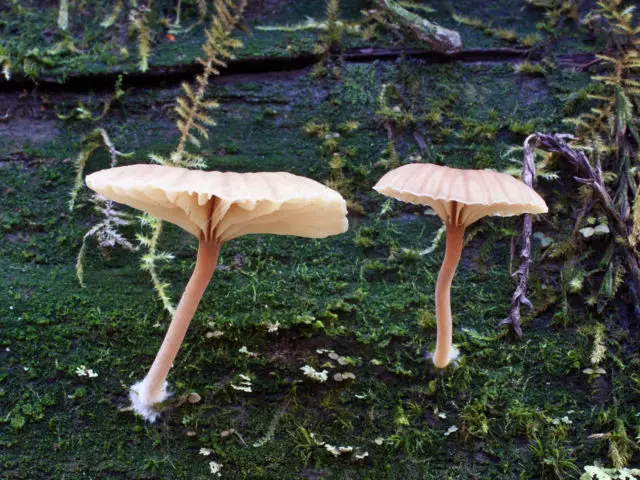 Omphalina umbellate (vihmavari lihhenomfaalia, Omphalina umbellifera): kuidas see välja näeb, kus ja kuidas kasvab, söödav või mitte 5766_1