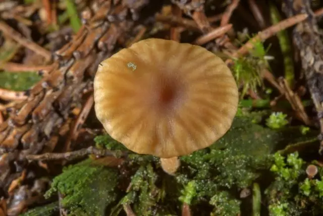 Omphalina umbellate (vihmavari lihhenomfaalia, Omphalina umbellifera): kuidas see välja näeb, kus ja kuidas kasvab, söödav või mitte 5766_2