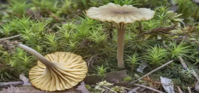 Omphalina umbellate (vihmavari lihhenomfaalia, Omphalina umbellifera): kuidas see välja näeb, kus ja kuidas kasvab, söödav või mitte 5766_3