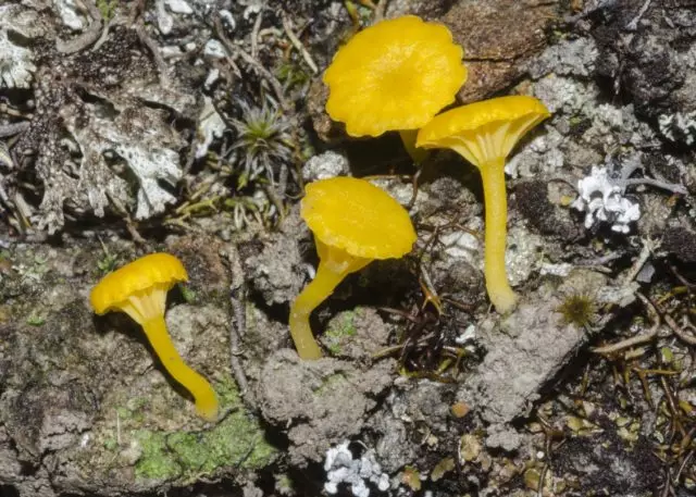 Omphalina umbellate (vihmavari lihhenomfaalia, Omphalina umbellifera): kuidas see välja näeb, kus ja kuidas kasvab, söödav või mitte 5766_9