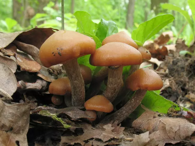 Sulfur-samasama samasama sese (sesega sulfur-samasama meli fugalaʻau, Hypholoma fascikulare): o a pulou foliga pei, o fea ma pe faʻapefea ona latou tutupu, o latou 'aʻai pe leai 5767_13