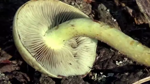 Uchi wonama wonyezimira wa sulfa (fungus wonama wachikasu wonyezimira, Hypholoma fasciculare): momwe bowa amawonekera, komwe amakulira, kodi amadya kapena ayi 5767_2