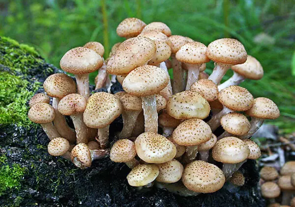 Sarufa-yero huchi hwenhema (venhema sarufa-yero uchi fungus, Hypholoma fasciculare): how mushroom anotaridzika, kupi uye sei iwo anokura, iwo anodyiwa kana kwete 5767_3