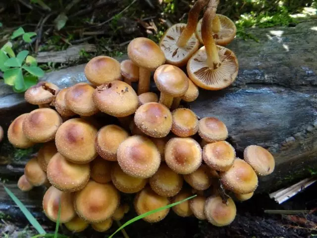 Uchi wonama wonyezimira wa sulfa (fungus wonama wachikasu wonyezimira, Hypholoma fasciculare): momwe bowa amawonekera, komwe amakulira, kodi amadya kapena ayi 5767_4