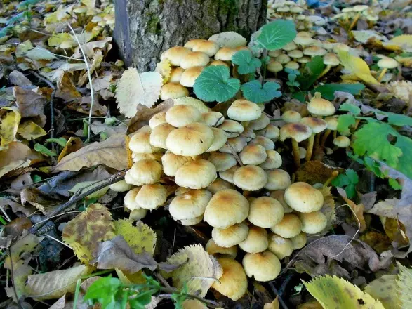 Uchi wonama wonyezimira wa sulfa (fungus wonama wachikasu wonyezimira, Hypholoma fasciculare): momwe bowa amawonekera, komwe amakulira, kodi amadya kapena ayi 5767_5