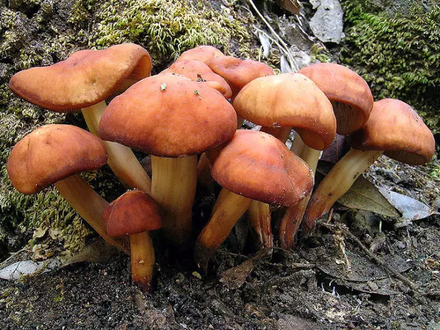 عسل أصفر كبريتي كاذب (فطر عسلي أصفر كبري كاذب ، Hypholoma fasciculare): كيف يبدو الفطر وأين وكيف ينمو ، هل هو صالح للأكل أم لا 5767_6