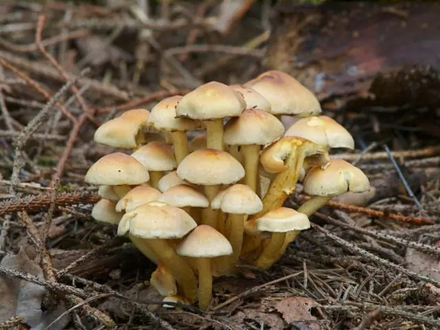 Swavelgiel falske huning (falske swavelgiele huningsschimmel, Hypholoma fasciculare): hoe sjogge paddestoelen, wêr en hoe se groeie, binne se ietber as net 5767_7