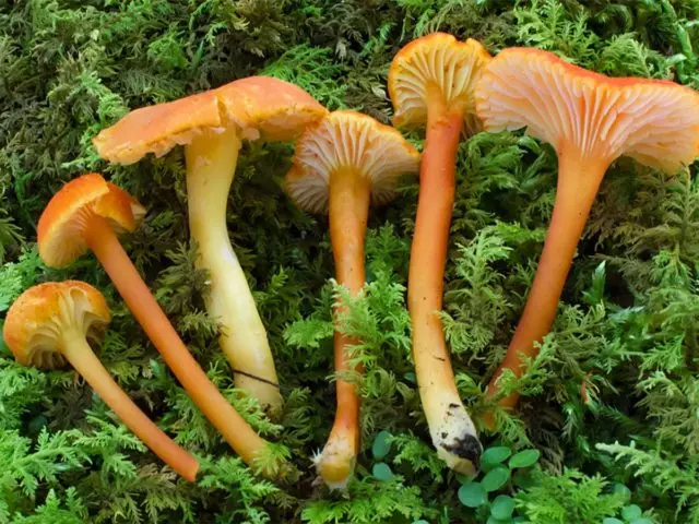 Pseudohygrocybe kukeseen: kuidas see välja näeb, kus see kasvab, söödavus, kuidas eristada 5780_1