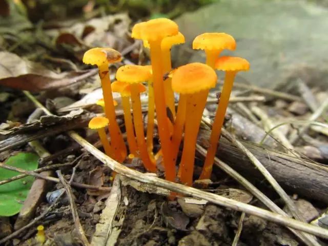 Pseudohygrocybe chanterelle: မည်သည့်ပုံ၊ အပင်ပေါက်၊ အစာစားပုံ၊ ခွဲခြားပုံ 5780_3