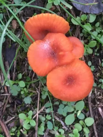 Pseudohygrocybe chanterelle: seperti apa, di mana ia tumbuh, dimakan, bagaimana membezakan 5780_5