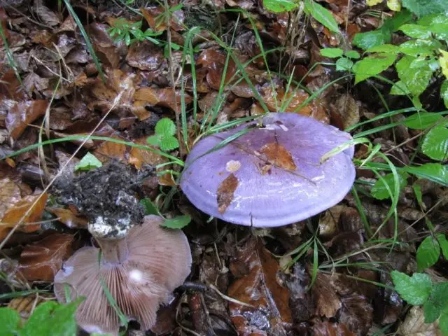 Scaly webcap (Cortinarius pholideus): ka ọ dị, ebe na ka o si eto, oriri ma ọ bụ na ọ bụghị 5783_9